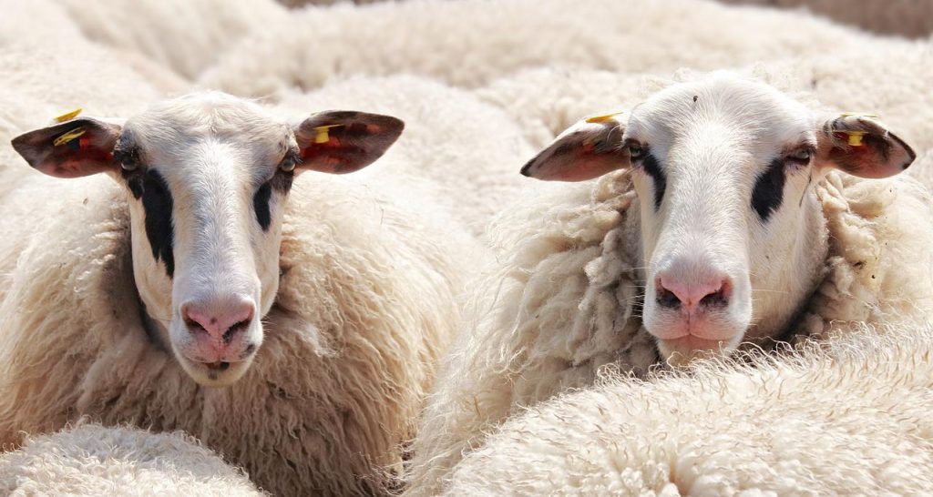 The process of making wool: Why is this industry so popular?